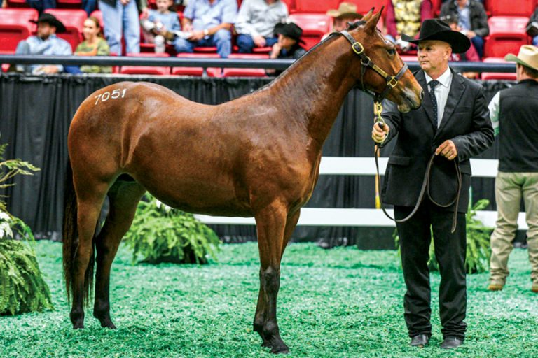 News – 2022 NCHA Futurity Preferred Breeders Sale Session III – Western ...