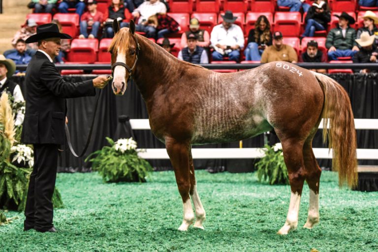 News - 2022 NCHA Futurity Preferred Breeders Sale Session II - Western ...