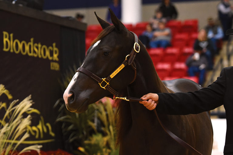 News - 2023 NRCHA Snaffle Bit Futurity Sales - October 21 - Western ...
