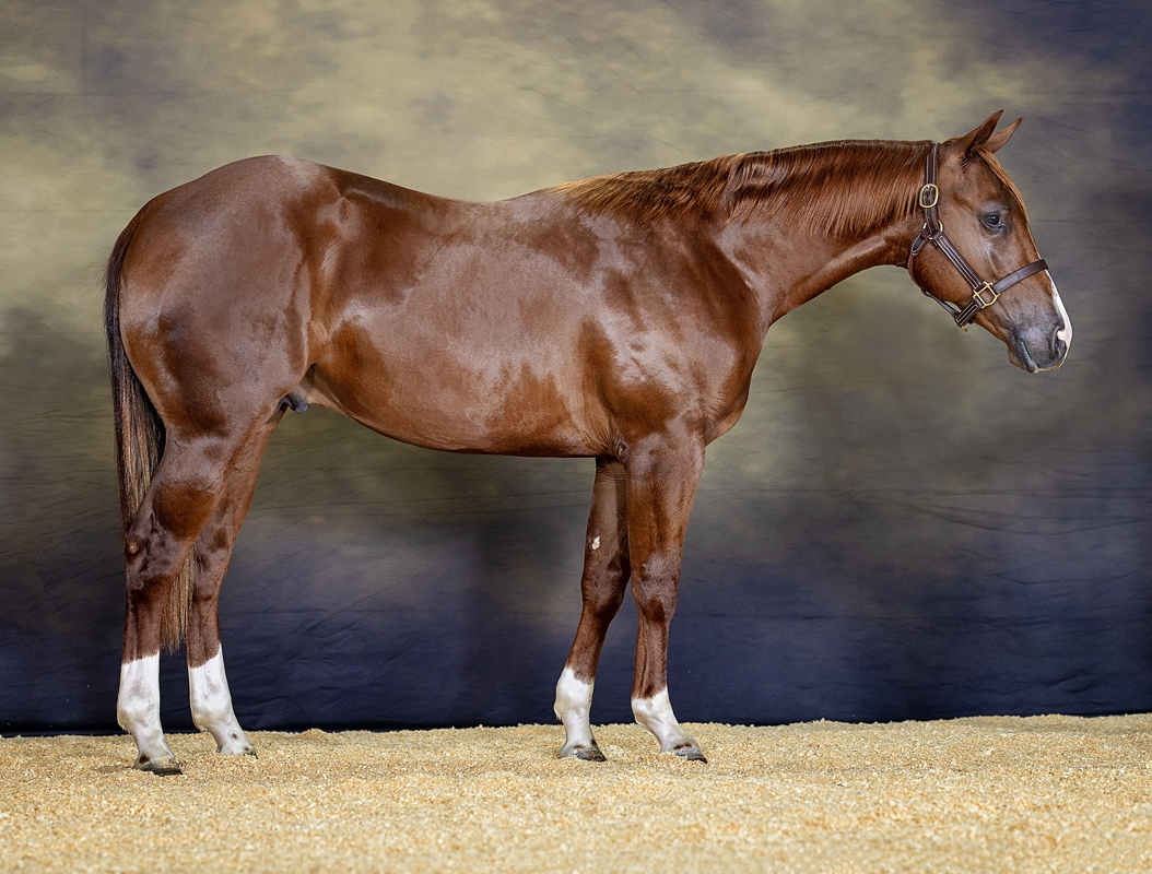 NCHA Horse of the Year, Third Edge Offered September 29th - Western ...