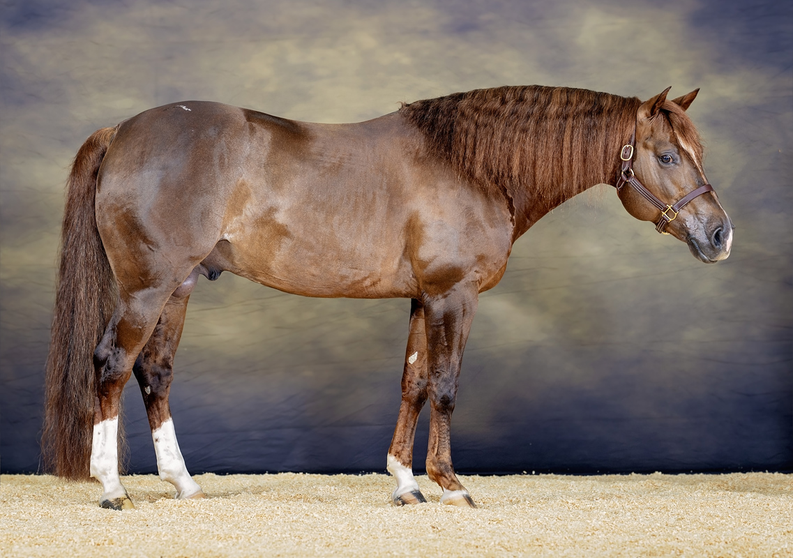 Show-Ready Sons of Metallic Cat: Metallic Ruano and Metallics Got Shine ...