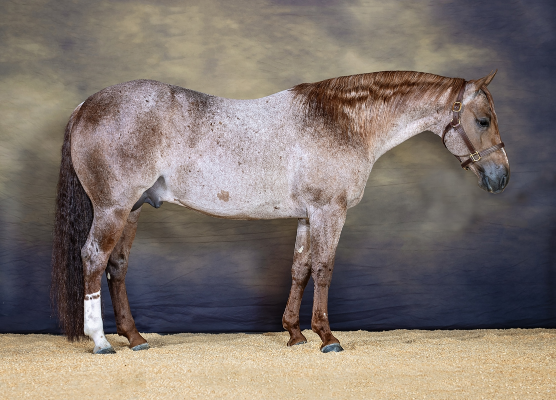 NCHA Horse of the Year, Third Edge Offered September 29th - Western ...