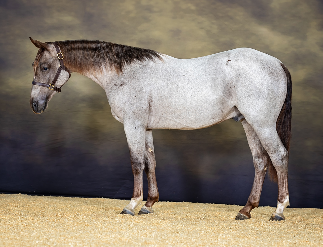 NCHA Horse of the Year, Third Edge Offered September 29th - Western ...